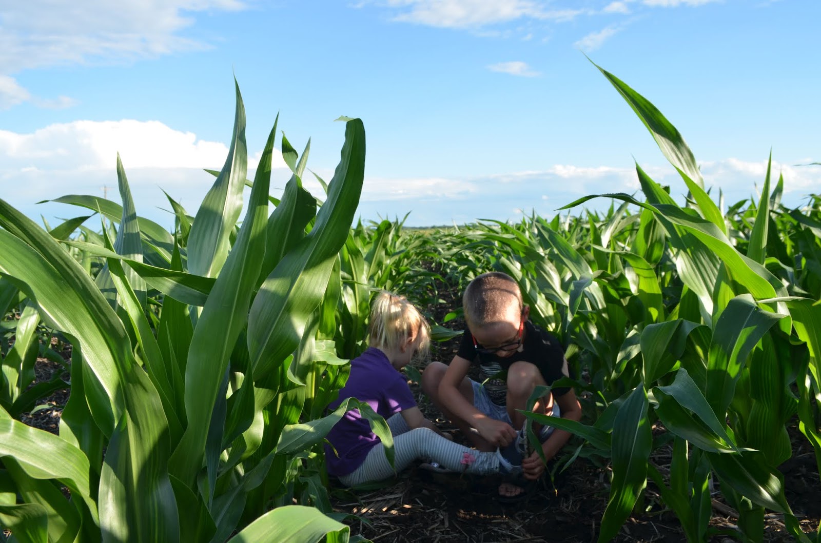 The Tucker Times: Fun in a Corn Field
