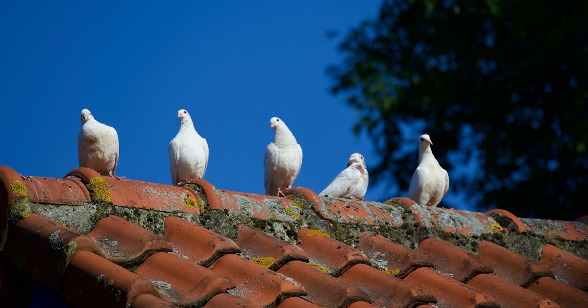 Leuk en Informatief!: Een duif poept 13 kilo per jaar