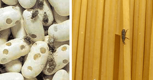 Como manter os alimentos a salvo dos carunchos?