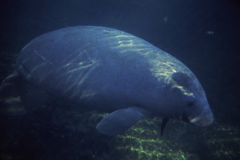 Field Biology in Southeastern Ohio: Florida Manatees