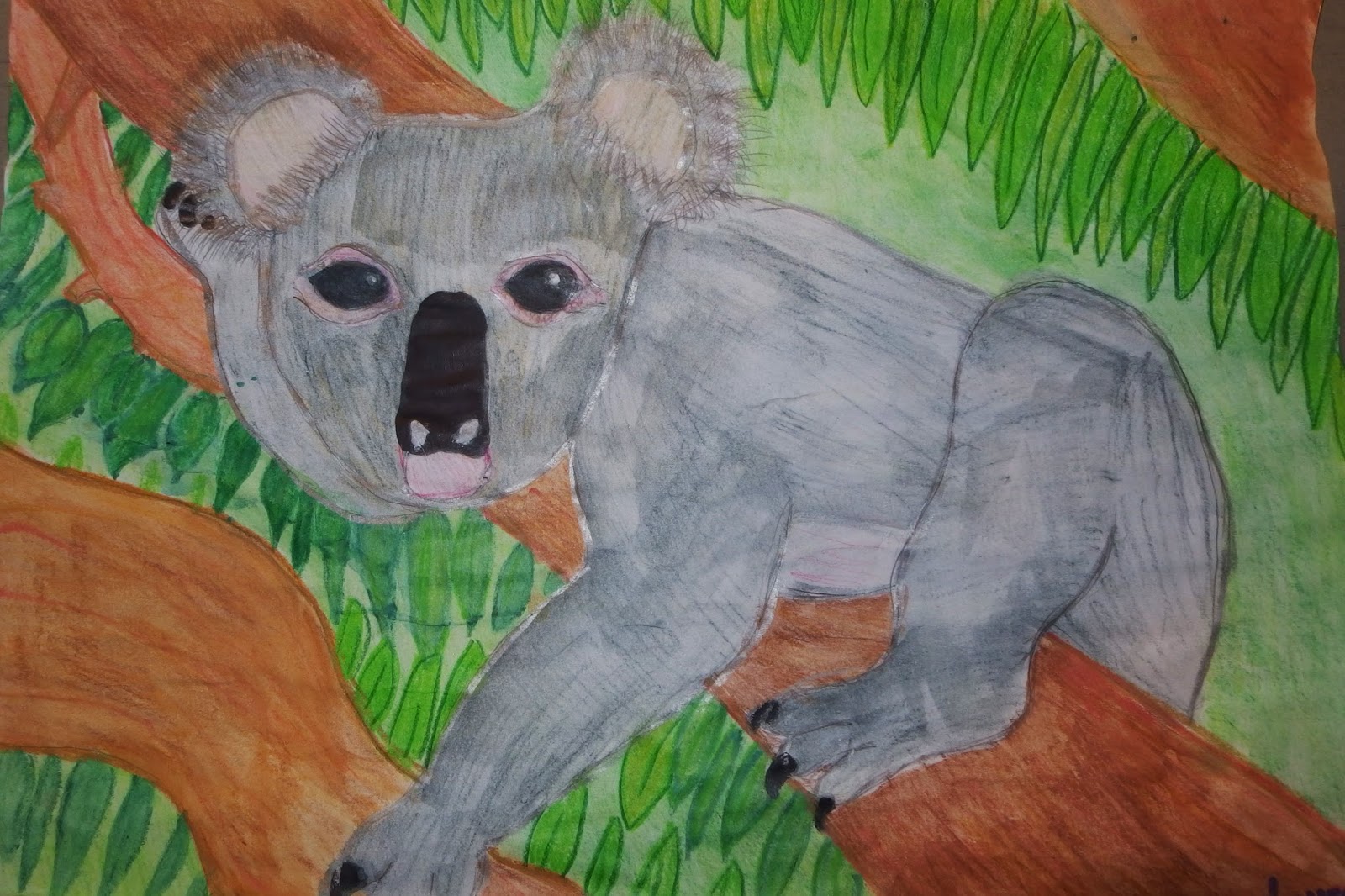 Australia: Eläimet:Koala