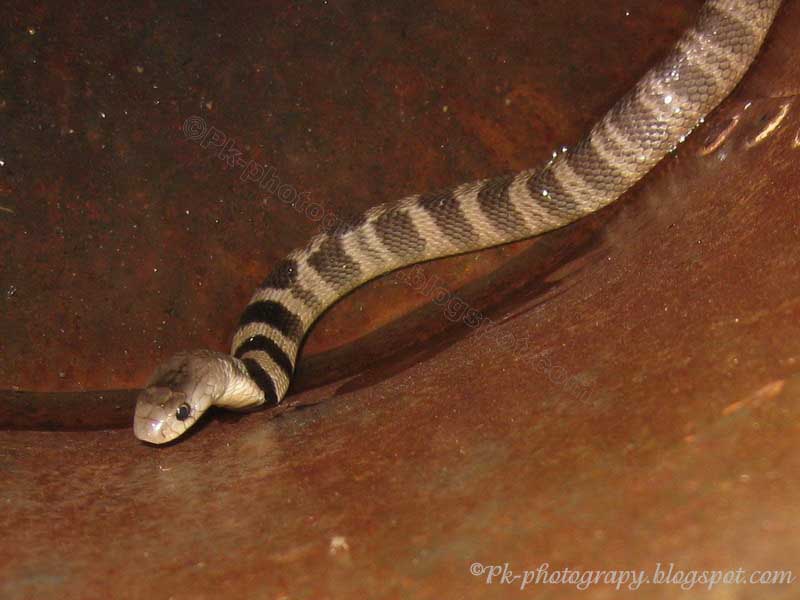 Black Banded Snake | Nature, Cultural, and Travel Photography Blog