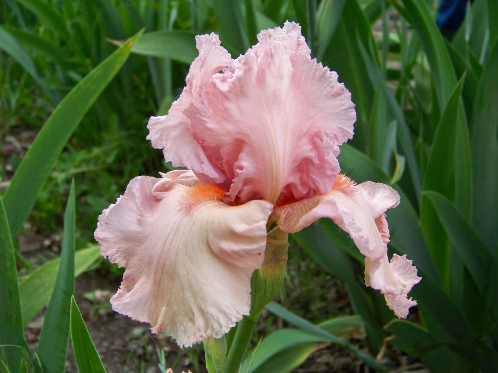 Iris Flower Pink