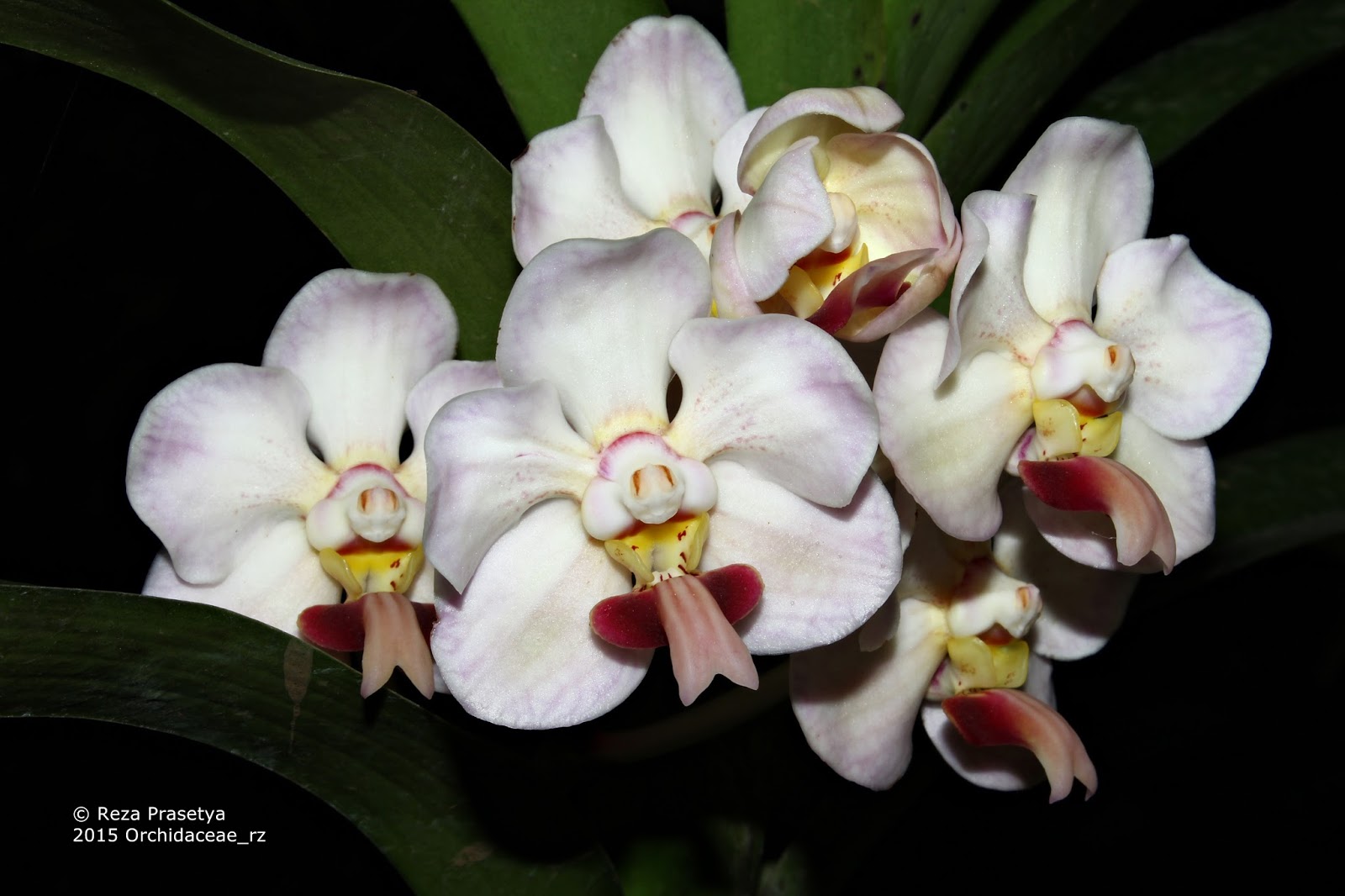 The Wonderful Orchids: Vanda foetida