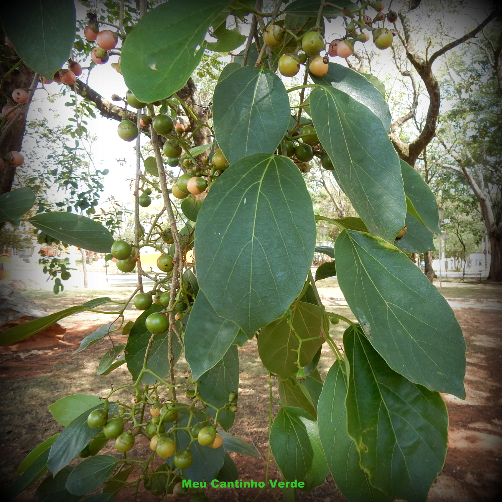 Meu Cantinho Verde: CÓRDIA-AFRICANA, LASURA - ( Cordia myxal )