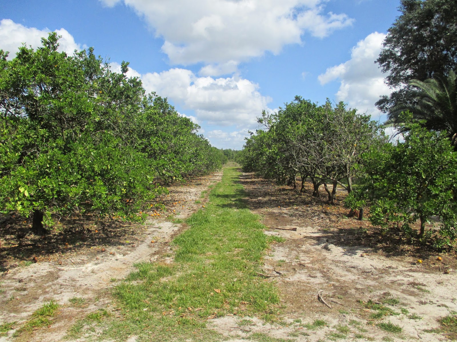 Orangeraie | De Genas En Floride: Murs d'Images