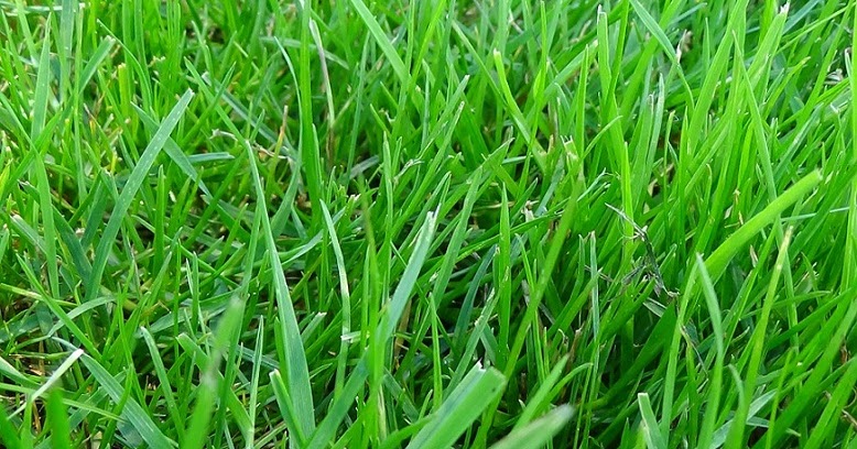 Mungkinkah Manusia Makan Rumput? | Belajar Sampai Mati