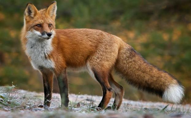 Mikelen txokoa: Batxi 2: Bio. Hartzak eta azeriak