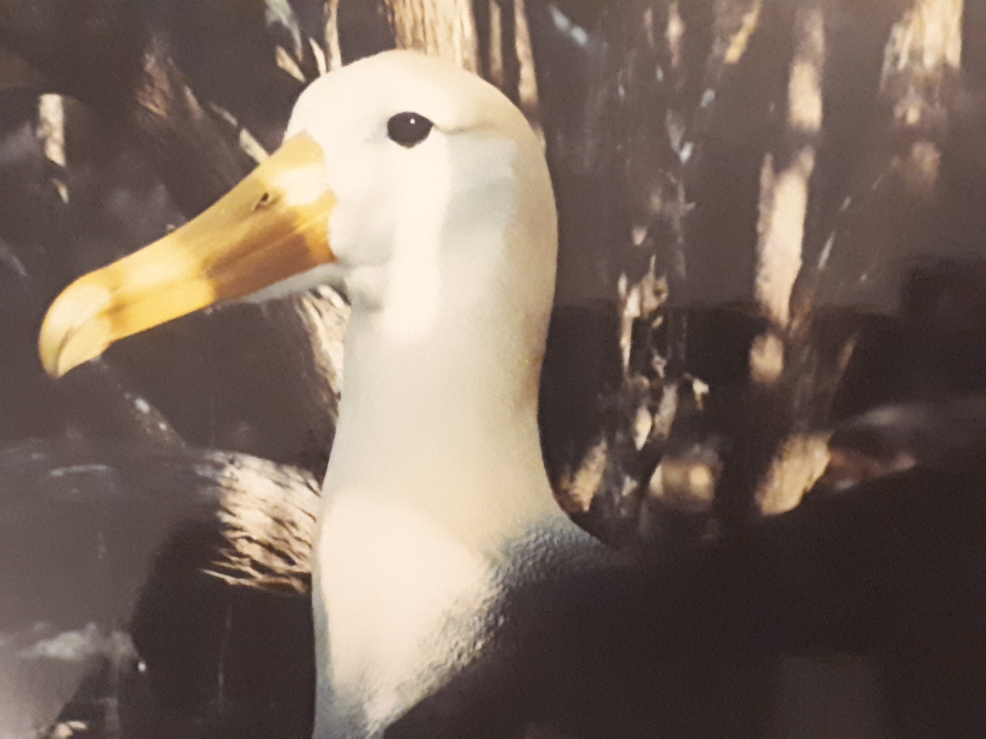 @birdingdad: The Albatross around my neck