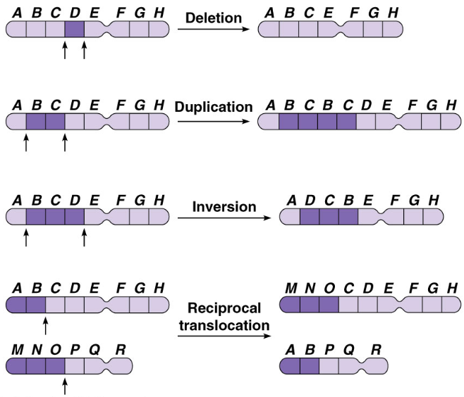LKPD BIOLOGI 12: LKPD.38. Peristiwa Mutasi pada Mahkluk Hidup