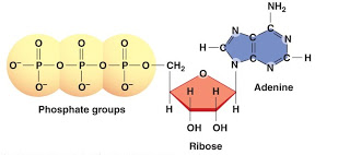 REGENESIS OF ERIE: ATP: The Body's Energy