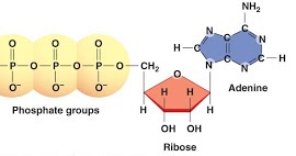 REGENESIS OF ERIE: ATP: The Body's Energy