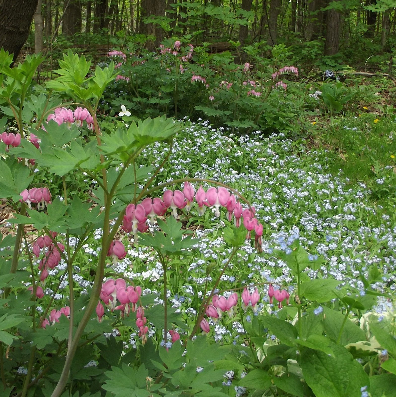 In The Garden: Bleeding Heart - So Victorian