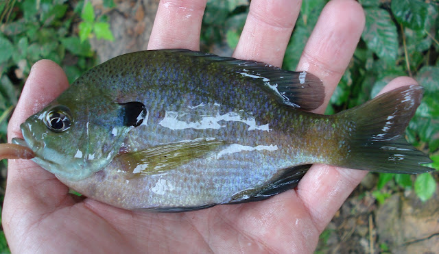 Ben Cantrell's fish species blog: Microfishing southern Missouri