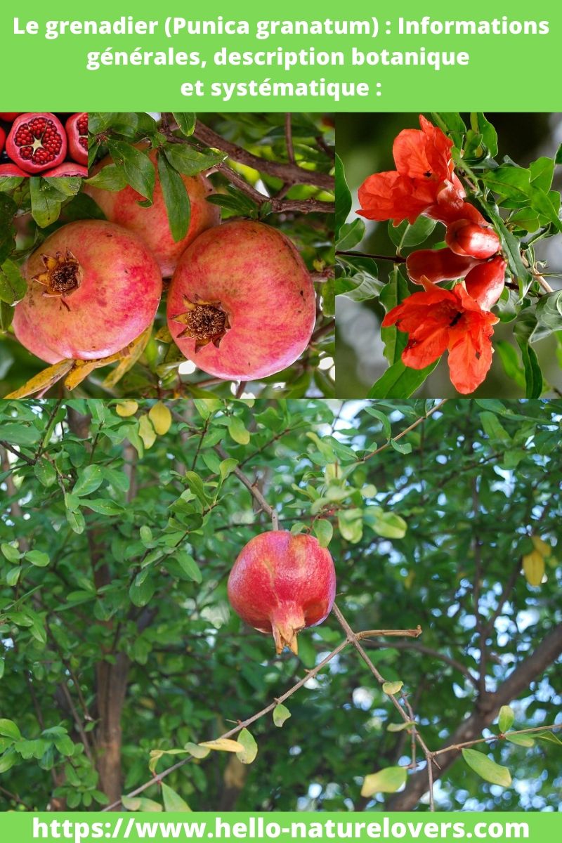 Le grenadier (Punica granatum) : Informations générales, description ...