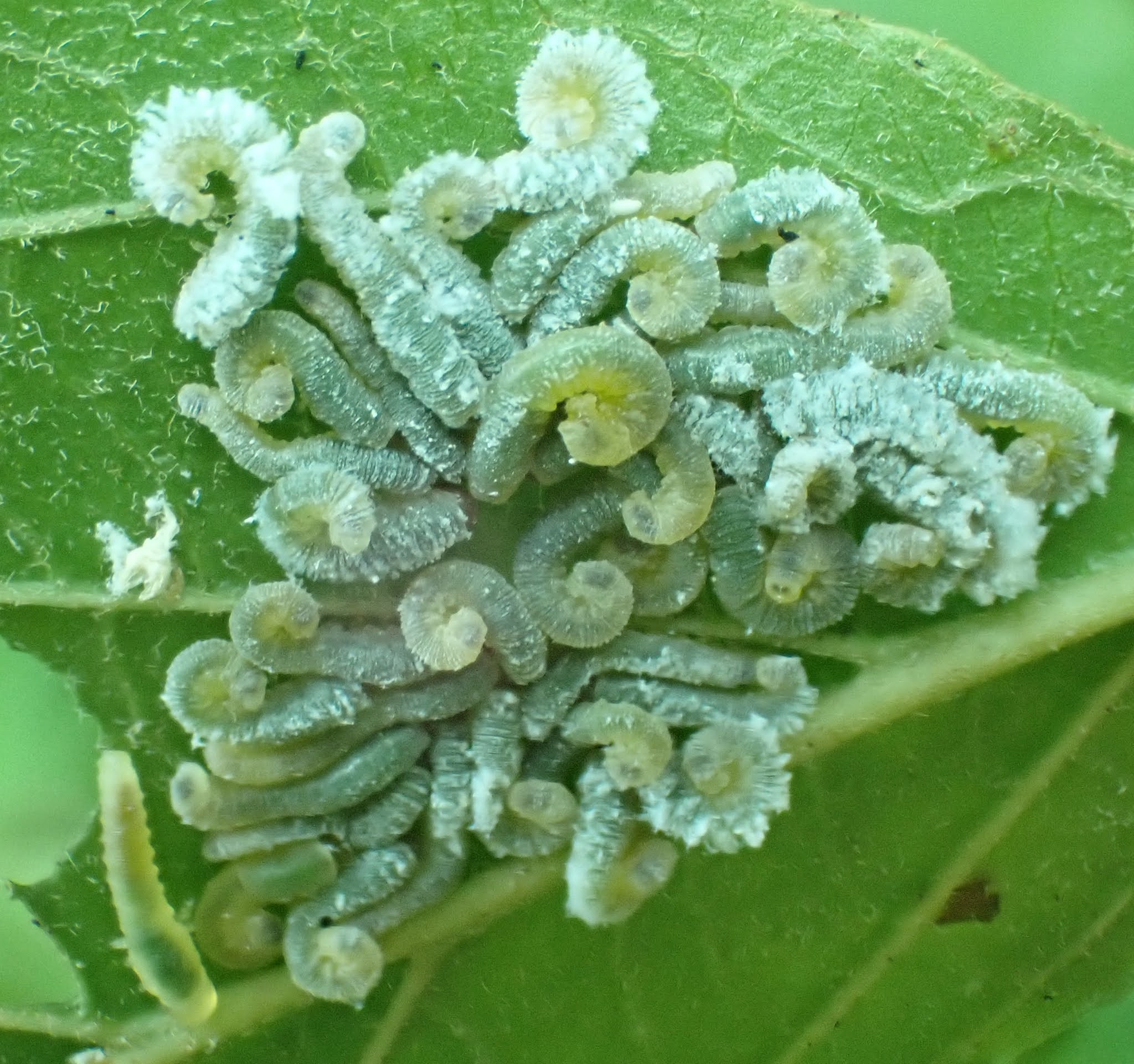 Springfield Plateau: Strange Larvae