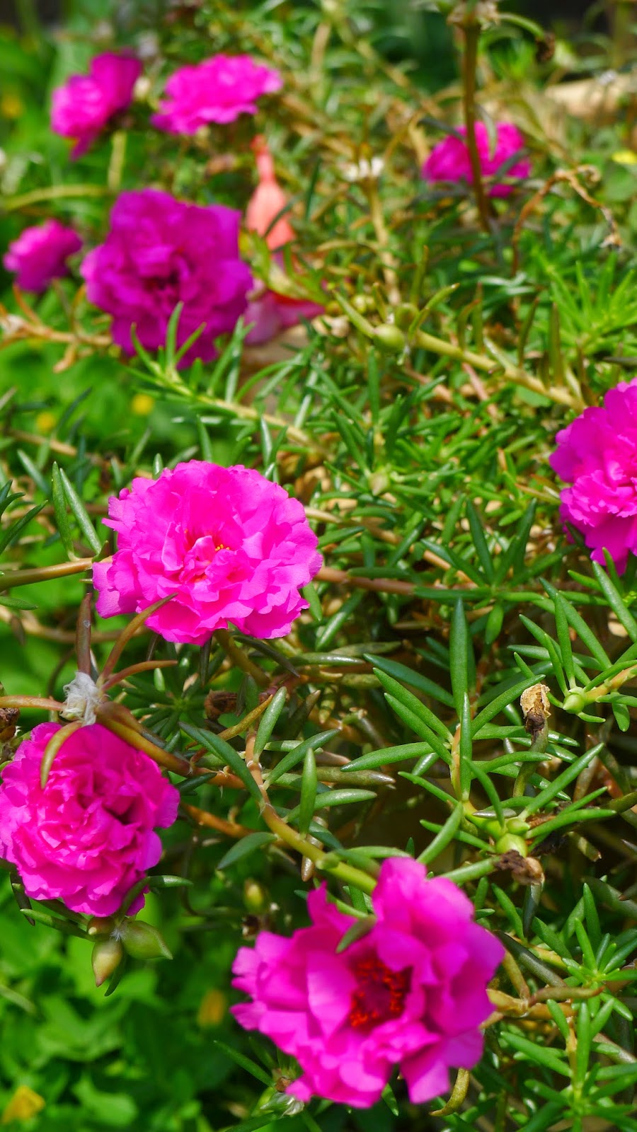 My Beautiful 'Flower - Flower ' World: Beautiful Japanese Roses at My ...