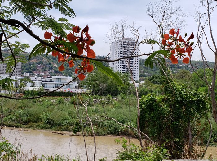 CRONICAS DE CUCUTA: 1715.- LA ALEGRIA FLORECIDA EN CUCUTA