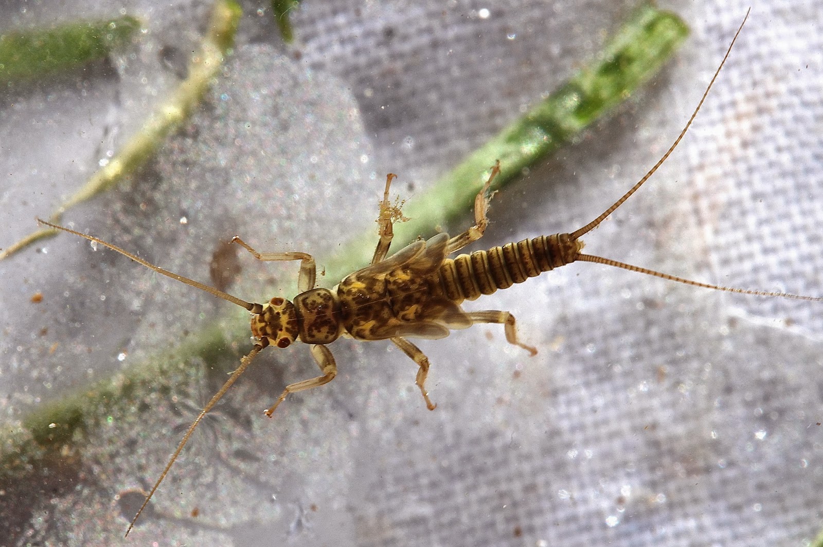 Aquatic Insects of Central Virginia: The small winter stonefly ...
