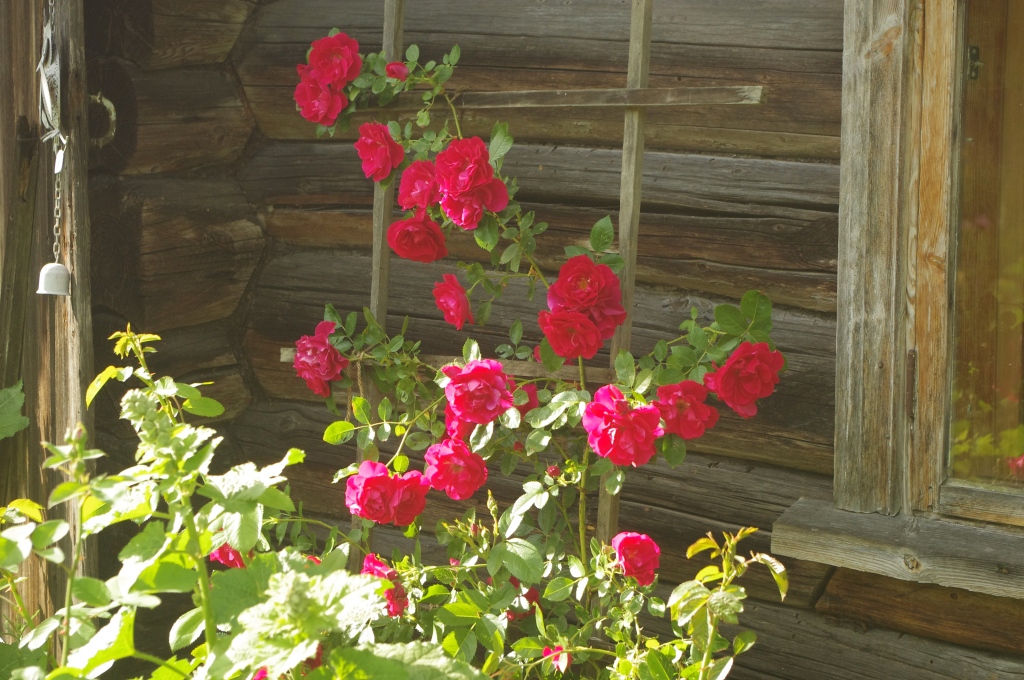 roos on roos: Pojengide....