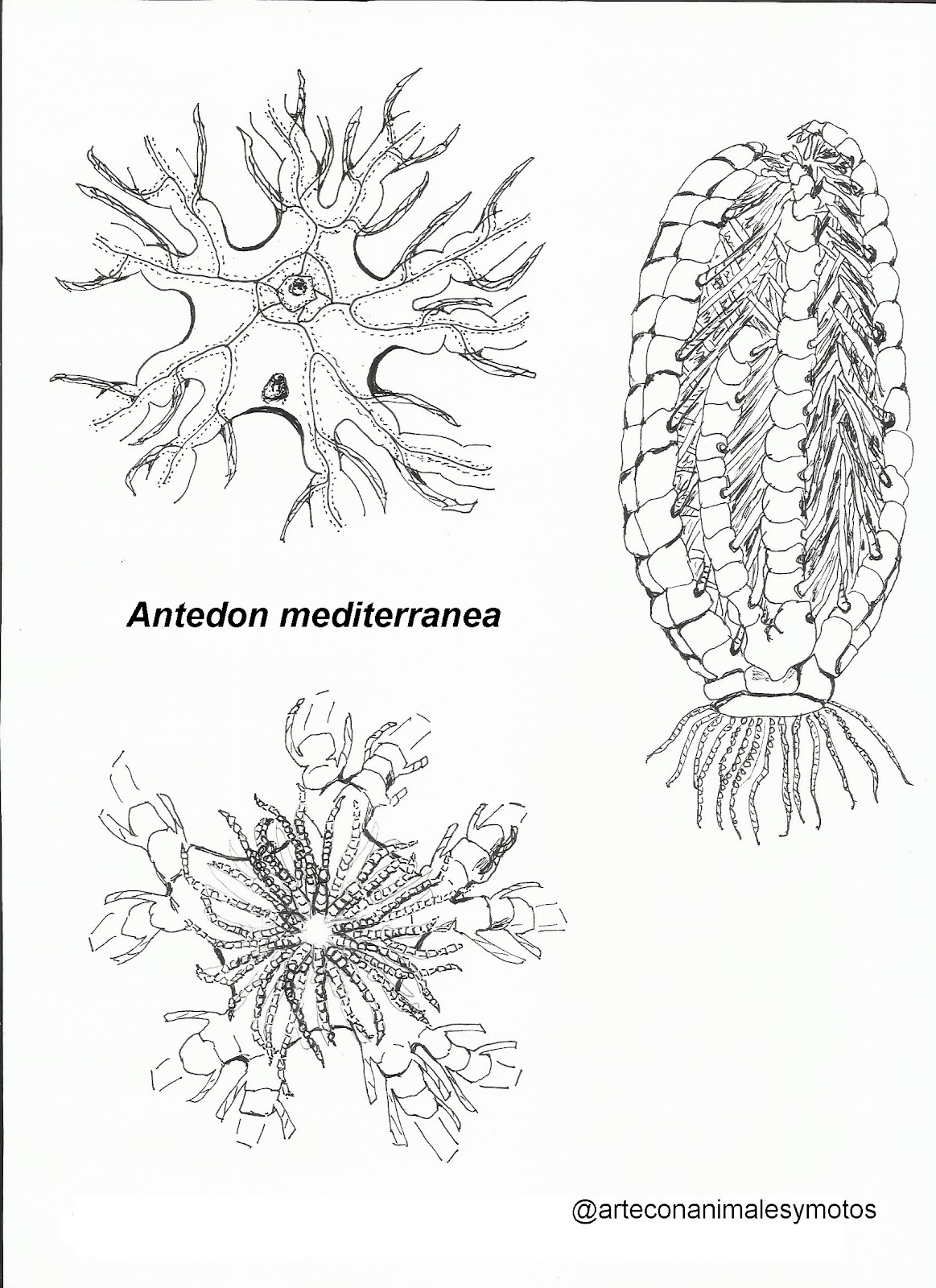 Olga González - Antedon mediterranea