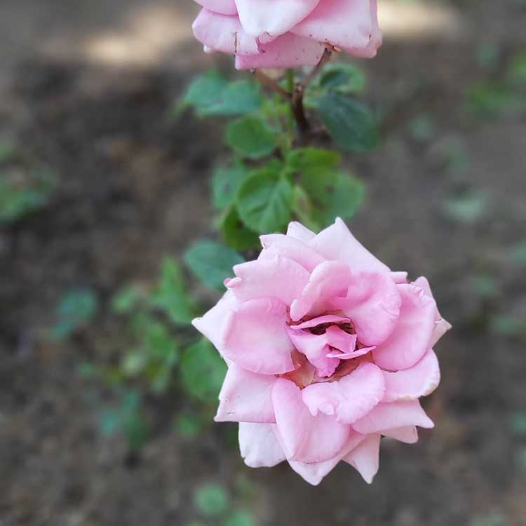 Benim Sözlüğüm: Reyhan'ın Çiçekleri