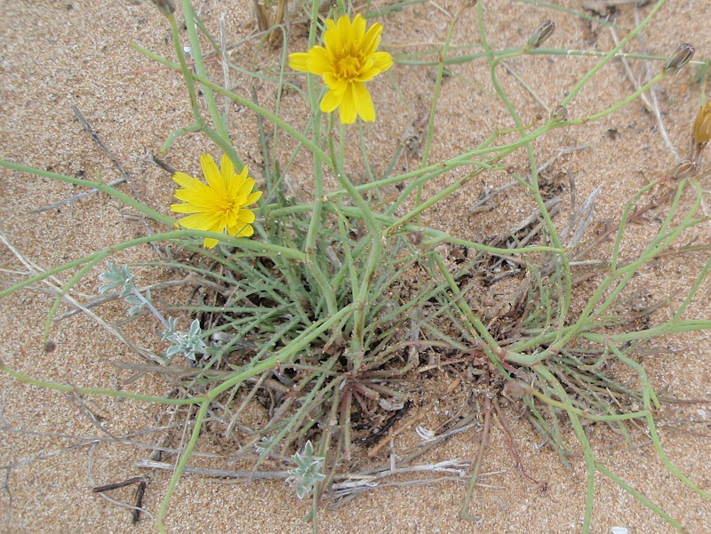 HERBARIO VIRTUAL DE BANYERES DE MARIOLA Y ALICANTE: Launaea fragilis ...