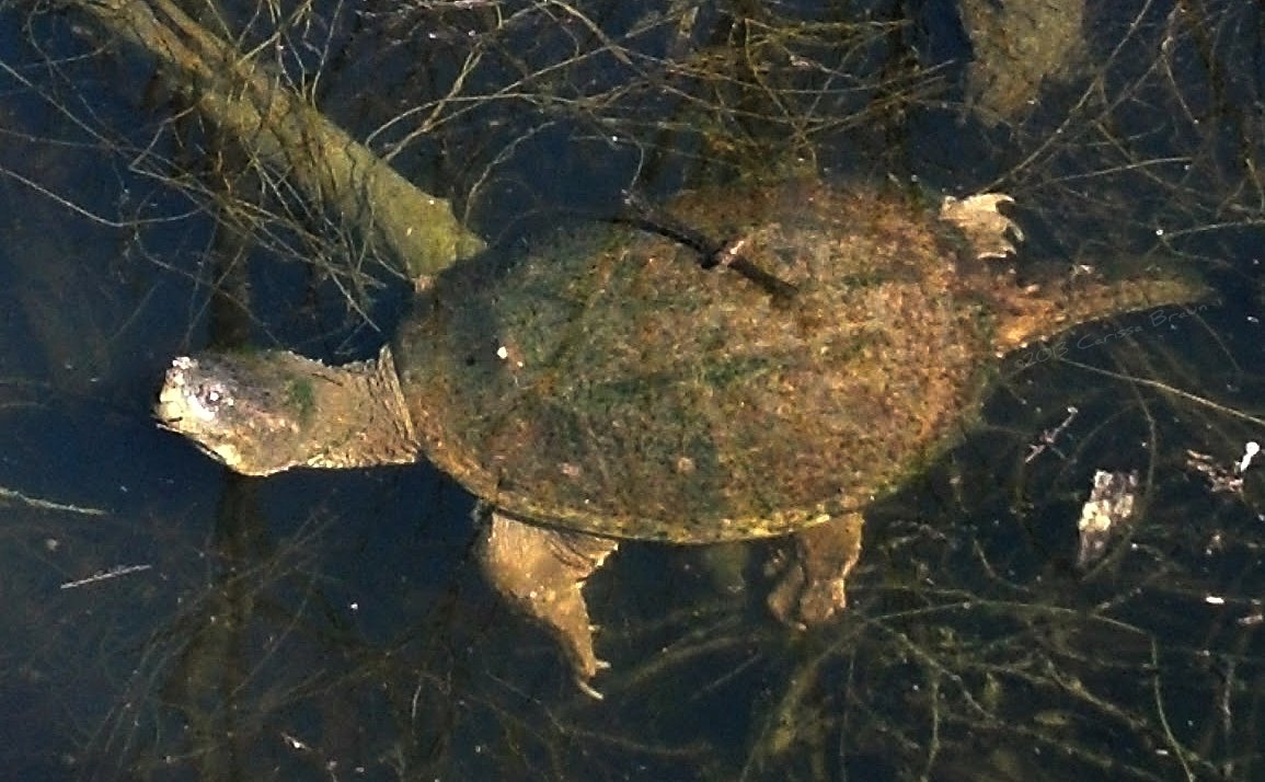 Nature Photography and Facts : Common Snapping Turtle