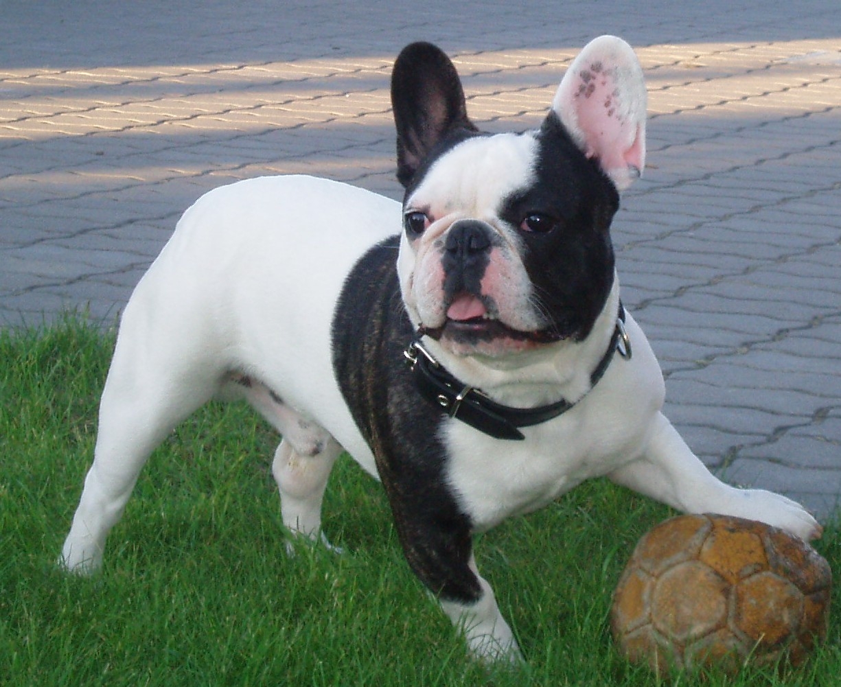 emuciux: Prancūzų buldogas