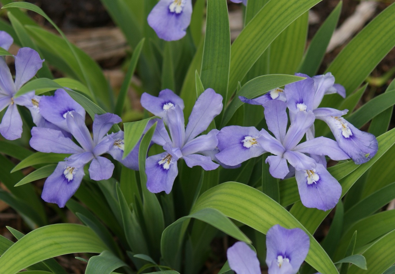 Visit My Garden: Iris