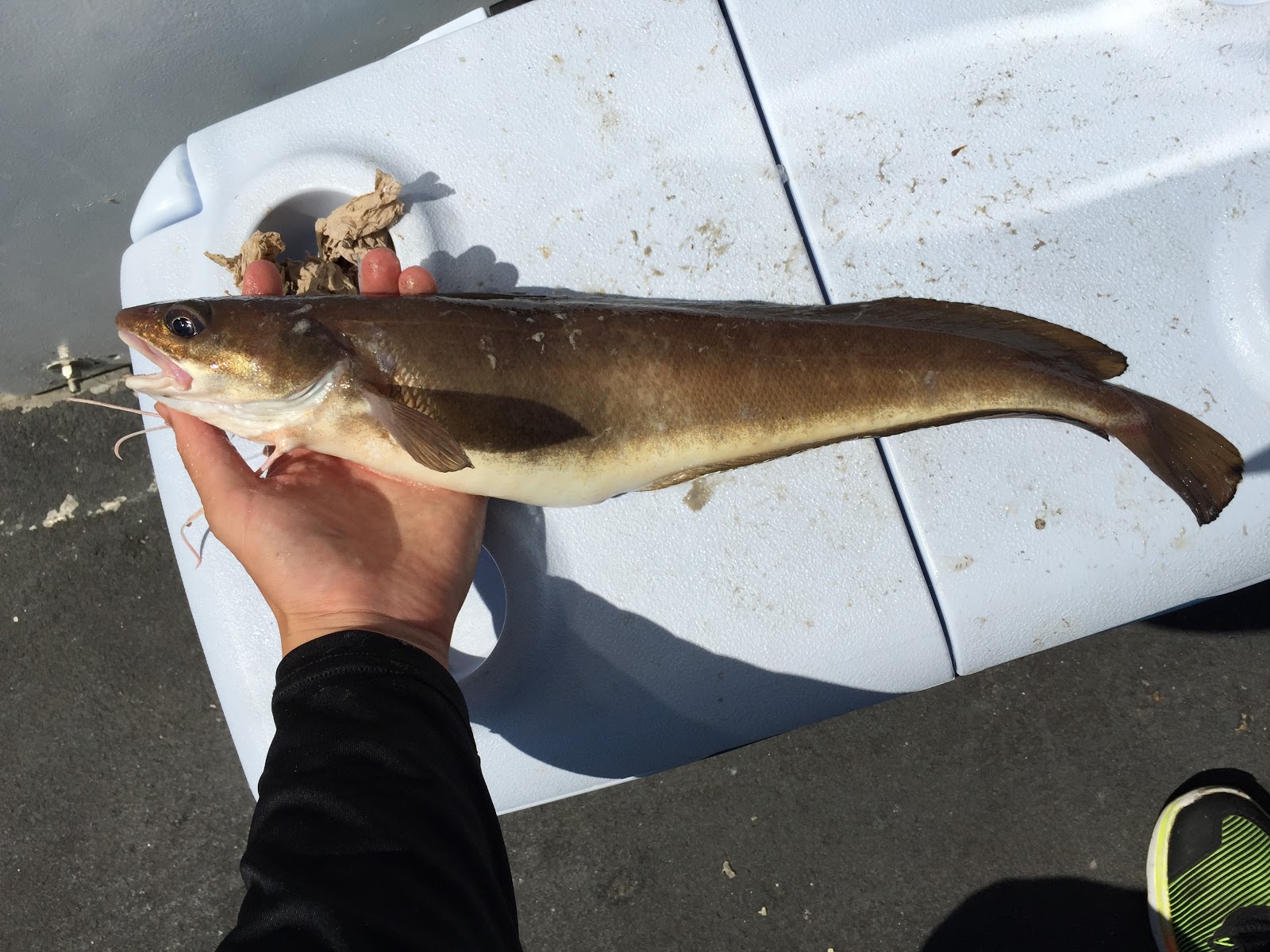 Fish ID - New Jersey Fishing - SurfTalk