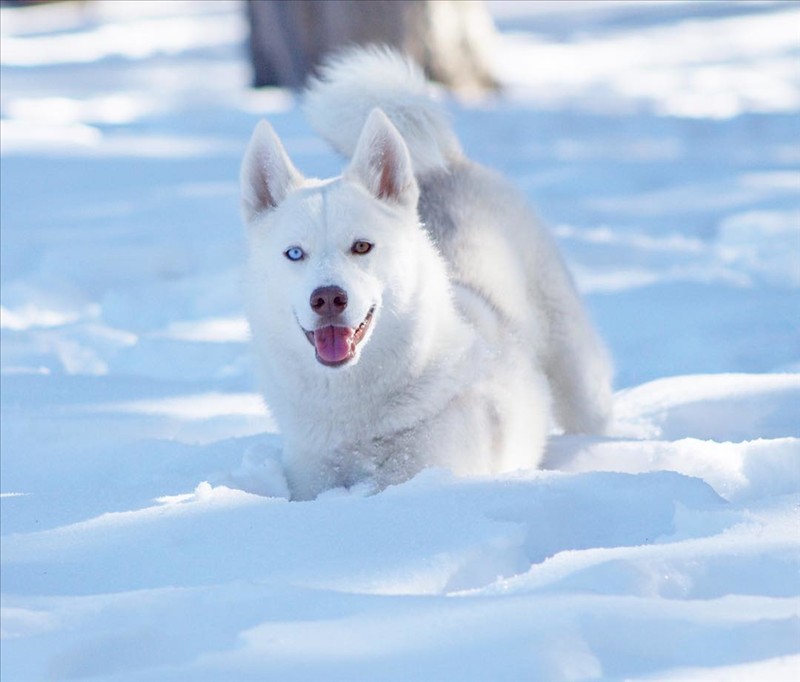 Siberian husky "Freya" - My Interests