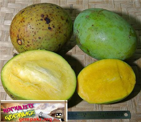 Komuniti GEMPAKZ: gambar Buah Kuini dan bacang