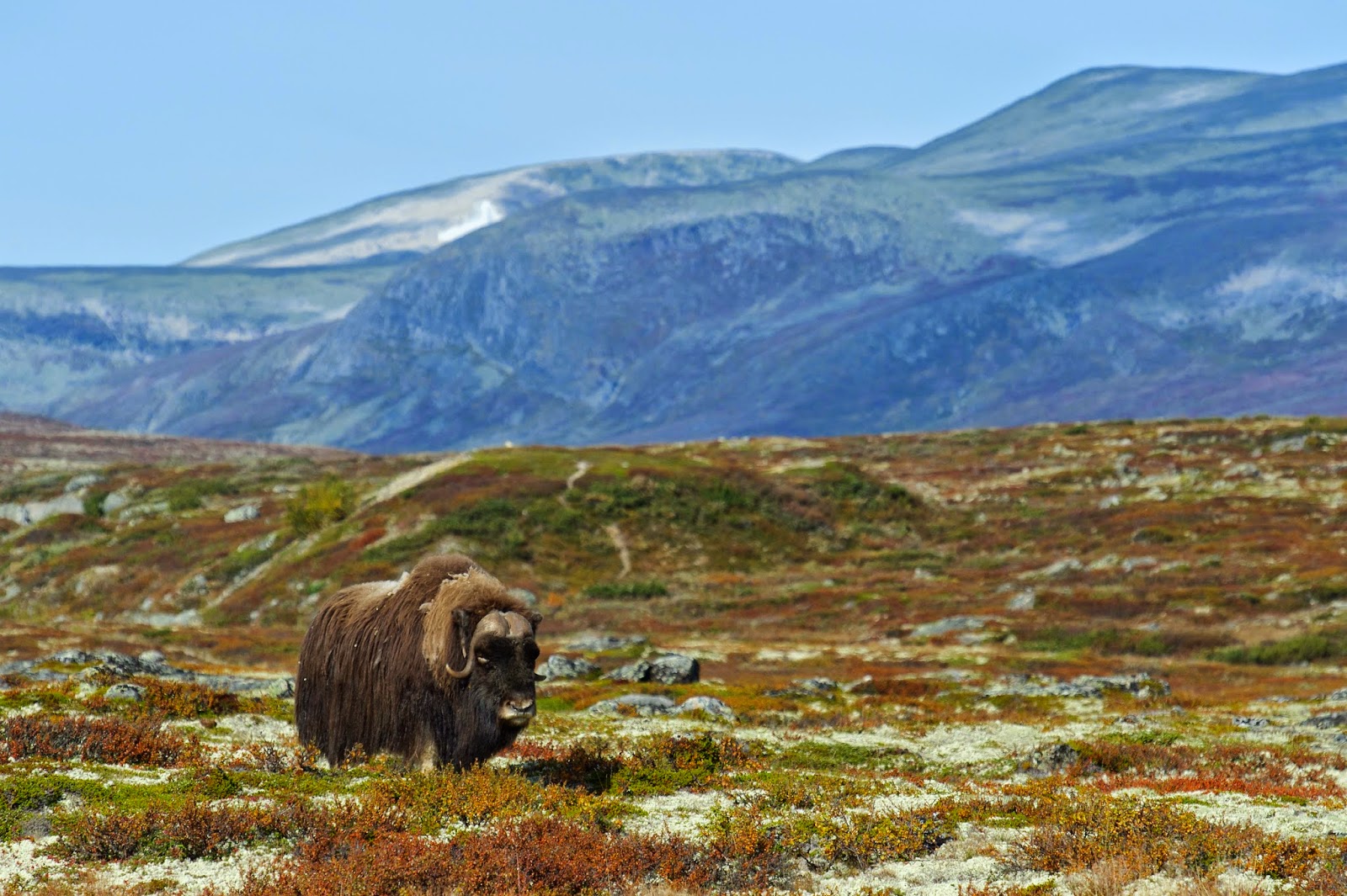 Naturfoto Einar Hugnes: Moskus på Dovrefjell - i varmt og flott høstvær