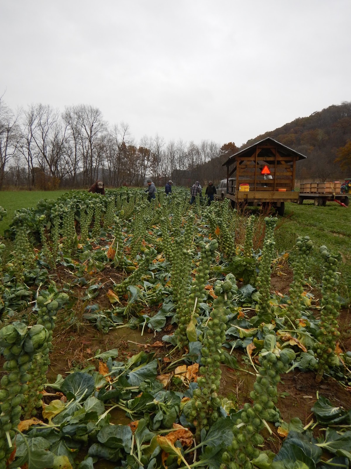 Harmony Valley Farm: November 2, 2017 - This Week's Box Contents ...