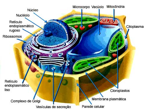 Biologia Vegetal: CÉLULA VEGETAL