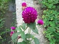 Open Minda: Khasiat Pokok Butang Ungu