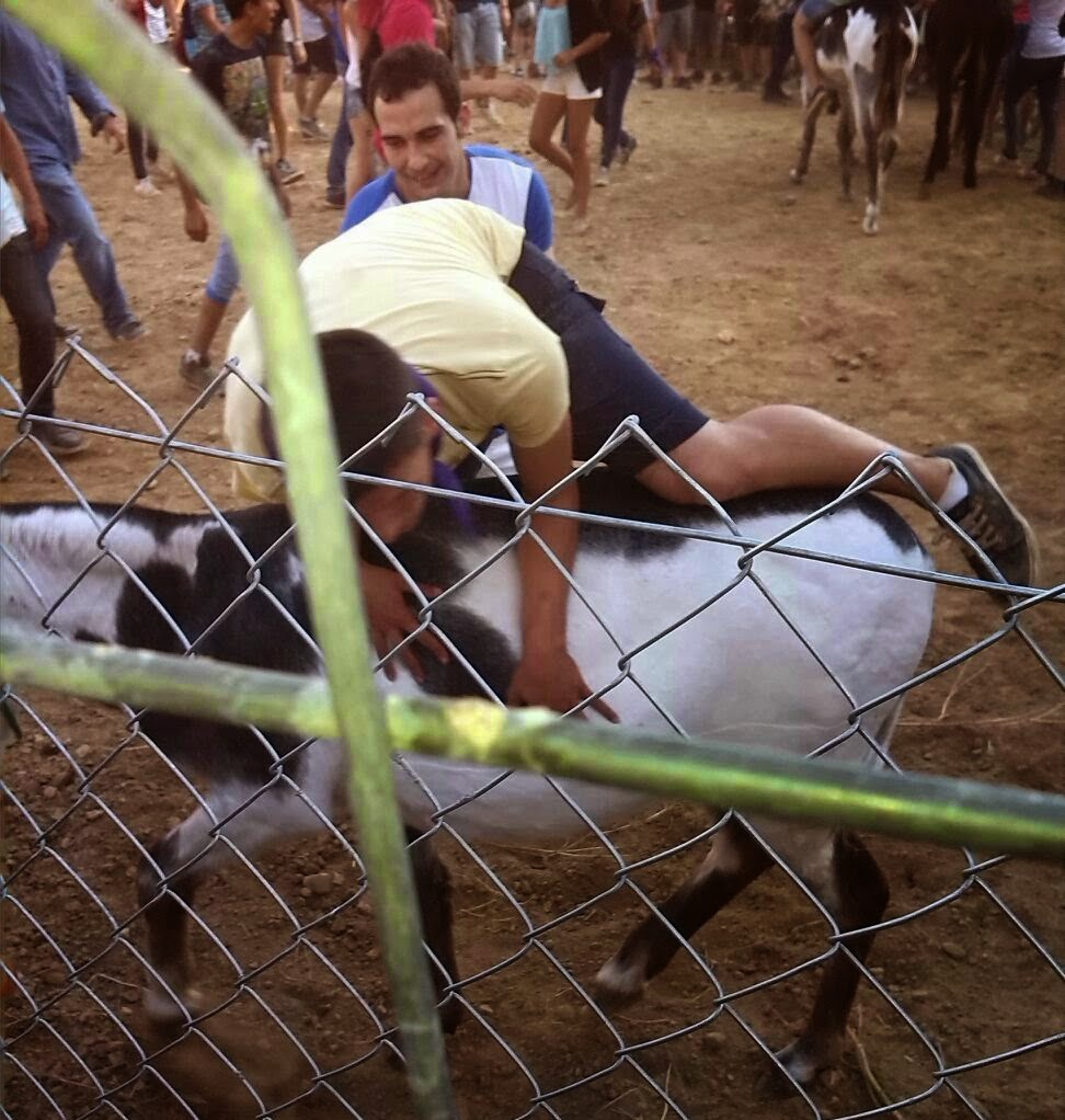 Gerinda Bai: UN PUEBLO DE HUESCA CAMBIA LAS VAQUILLAS POR "LA GRAN BURRADA"