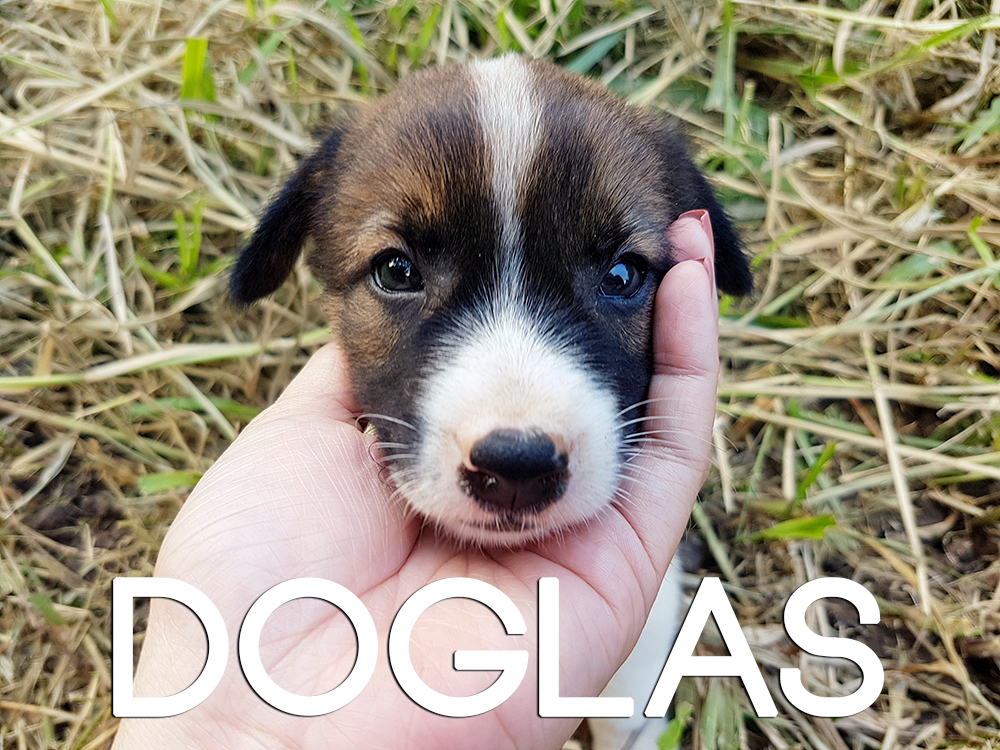 We Adopted a Puppy! / Mai's Nook