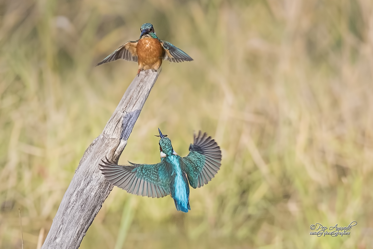 © Pep Aguadé FOTOGRAFIA
