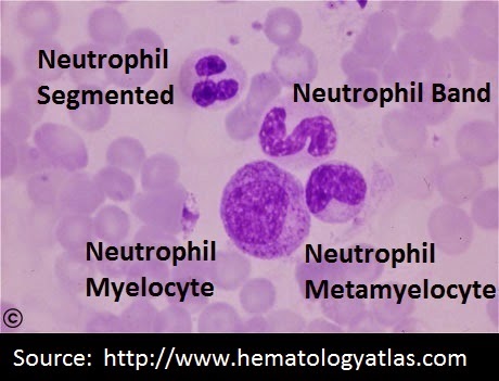 Lab Atlas: Neutrophil Metamyelocyte