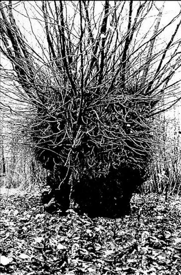 Who put Bella in the witch elm?