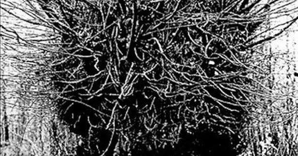 Who put Bella in the witch elm?