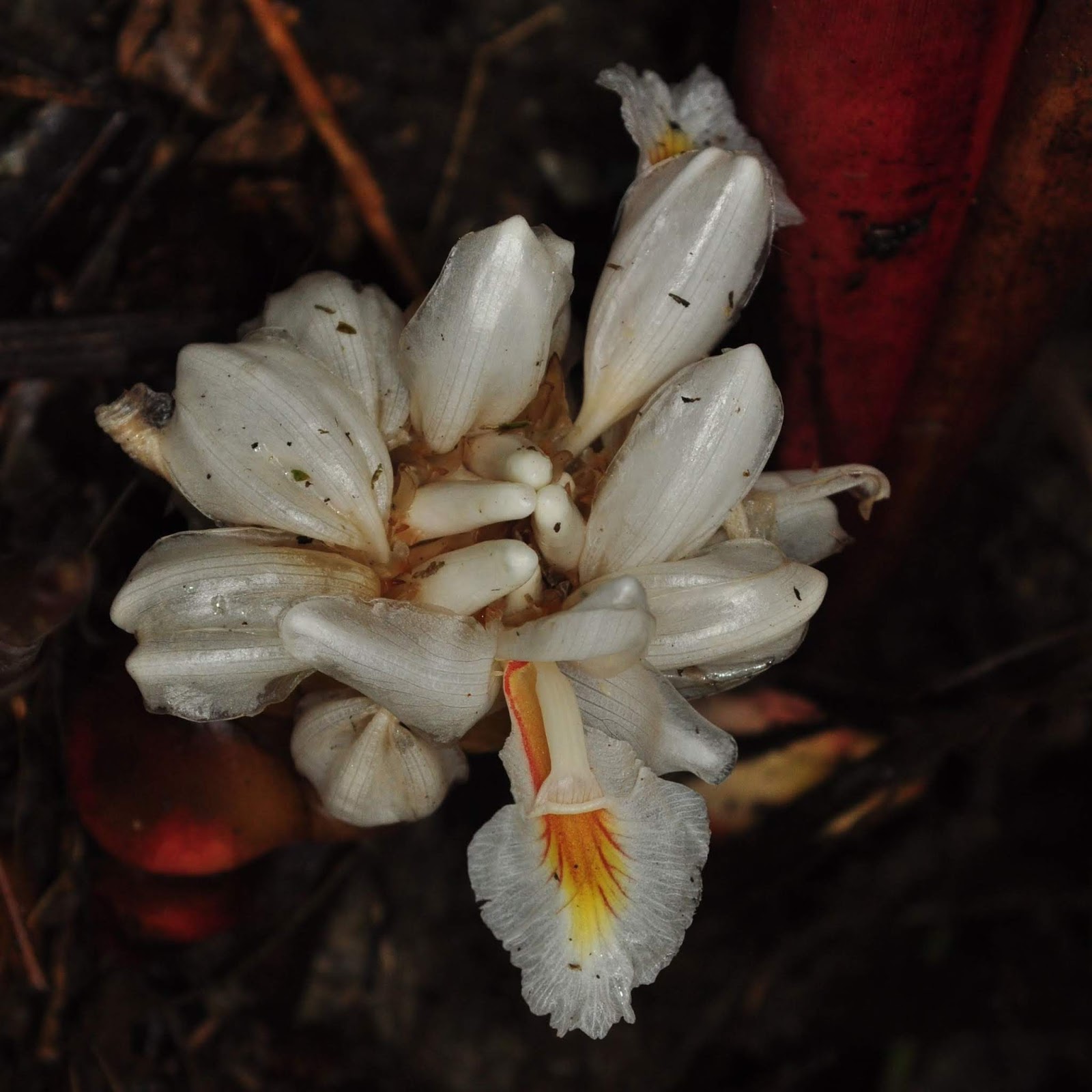 Species New to Science: [Botany • 2019] Amomum erythranthum & A ...