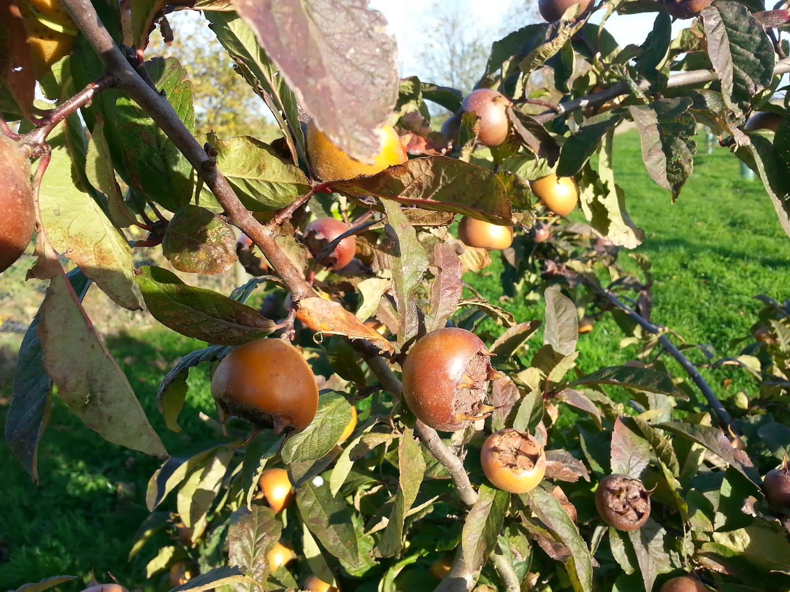 Tales from Swallow Farm: Medlar Magic