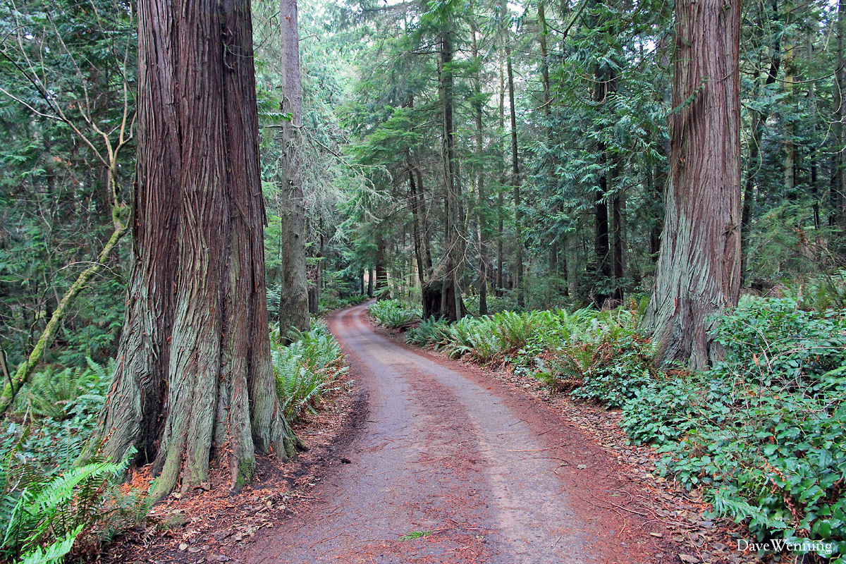 The Forest Moon of Endor
