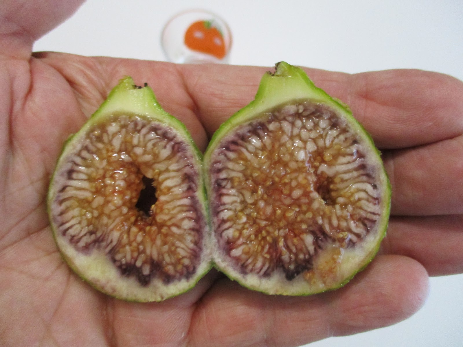 amicidellortodue: FICO DOTTATO