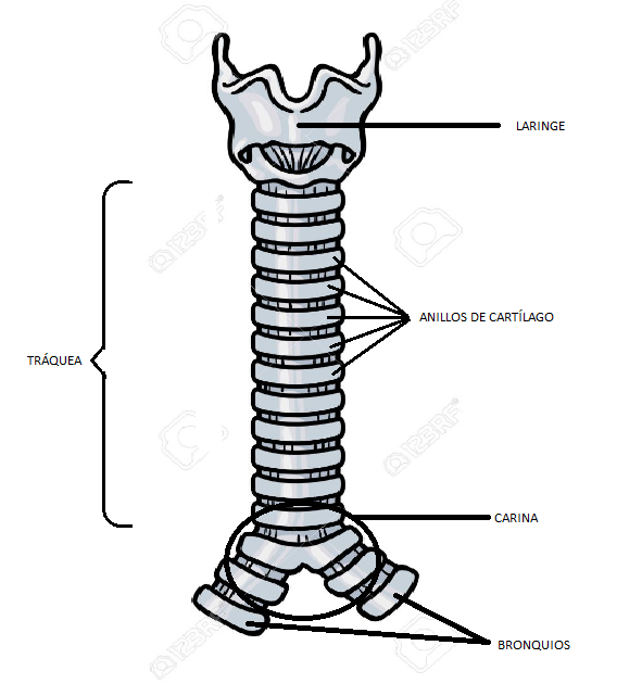 Apuntes de Biología