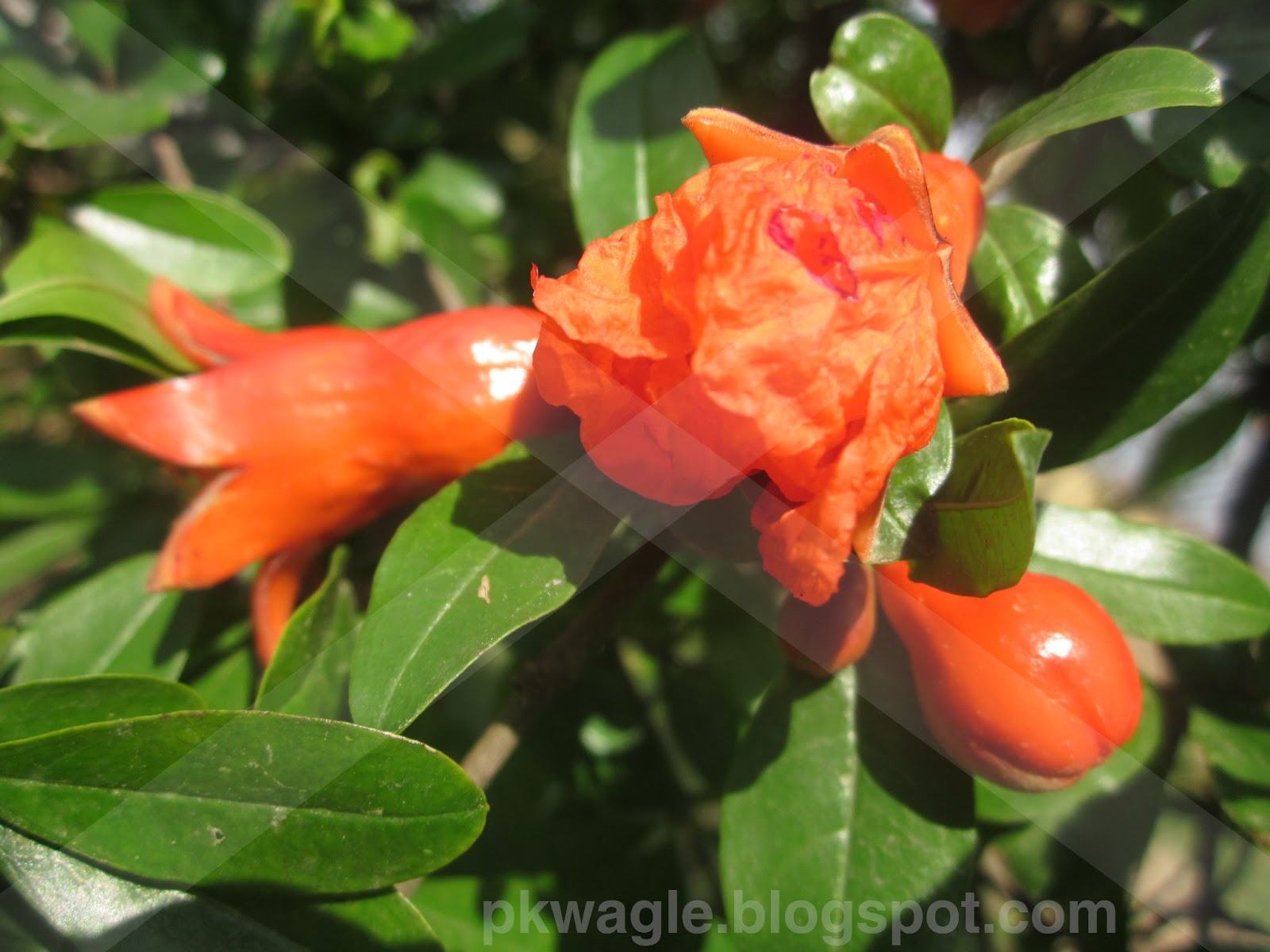 Prakash Wagle: June 2013