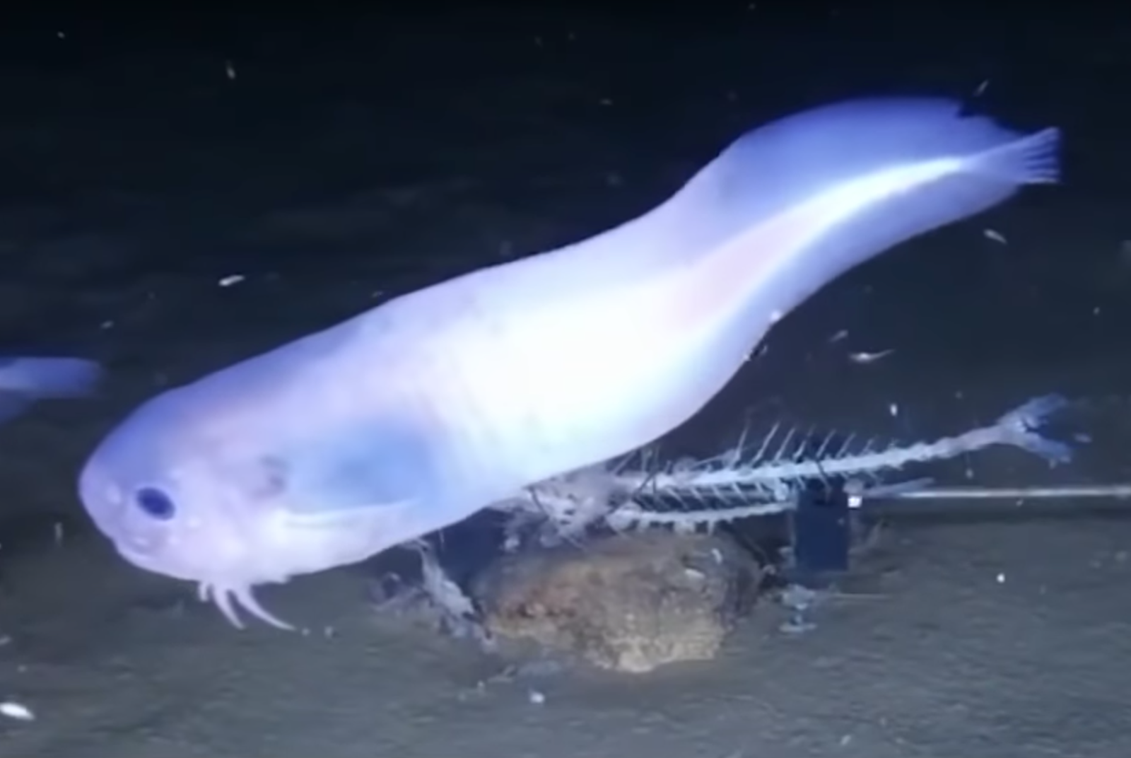 SNAILFISH, IKAN SIPUT LAUT DALAM PALUNG MARIANA - ICAL O-FISH